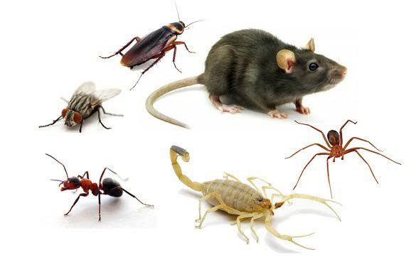 Pragas Urbanas | O que são ? Quais as mais comuns em residências e ...