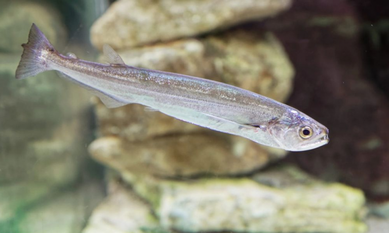 CANDIRU | Você conhece o peixe mais temido da Amazônia? - Correio Paraense